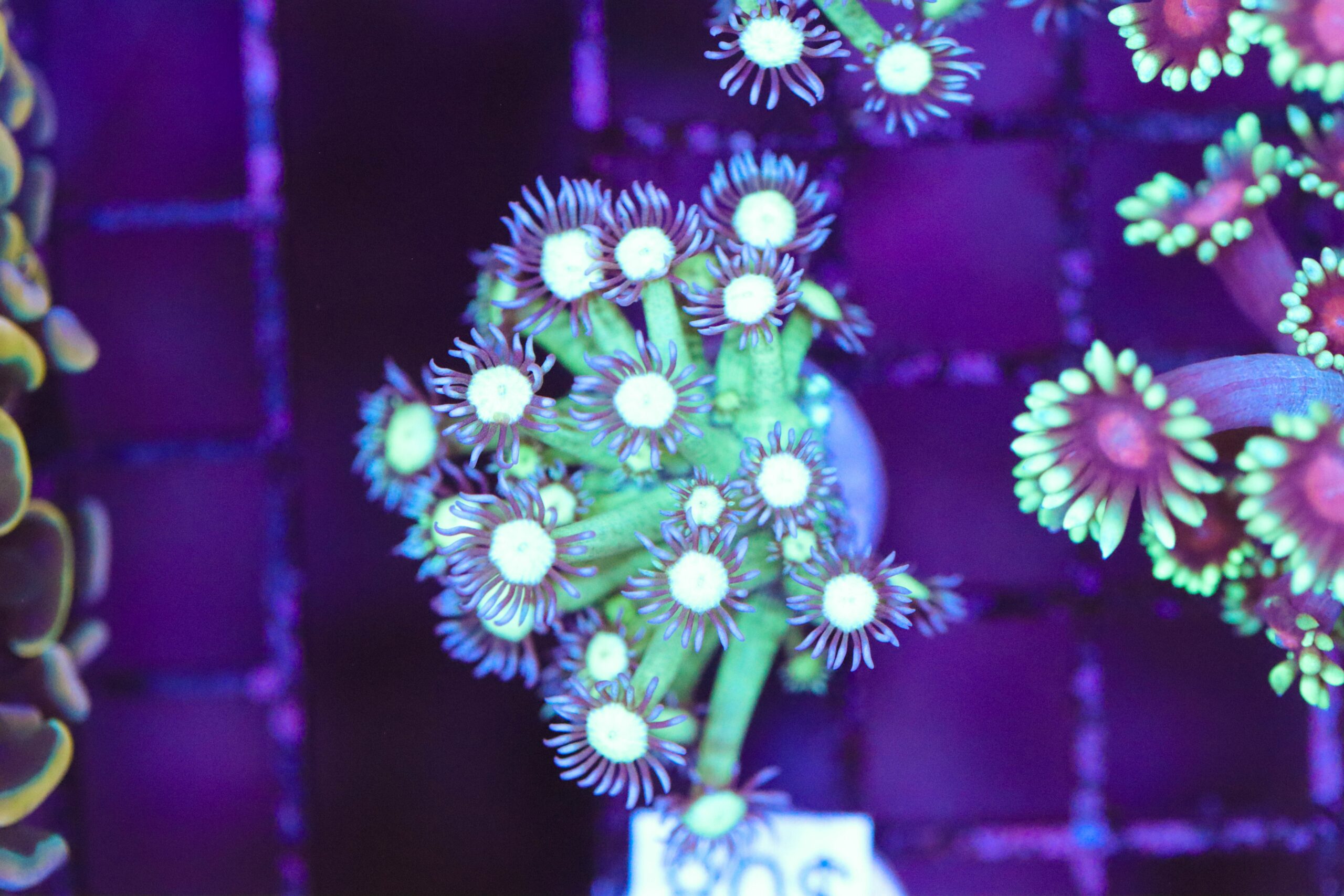 White Yoda Flowerpot (Row #77:B) - Frag Box Corals