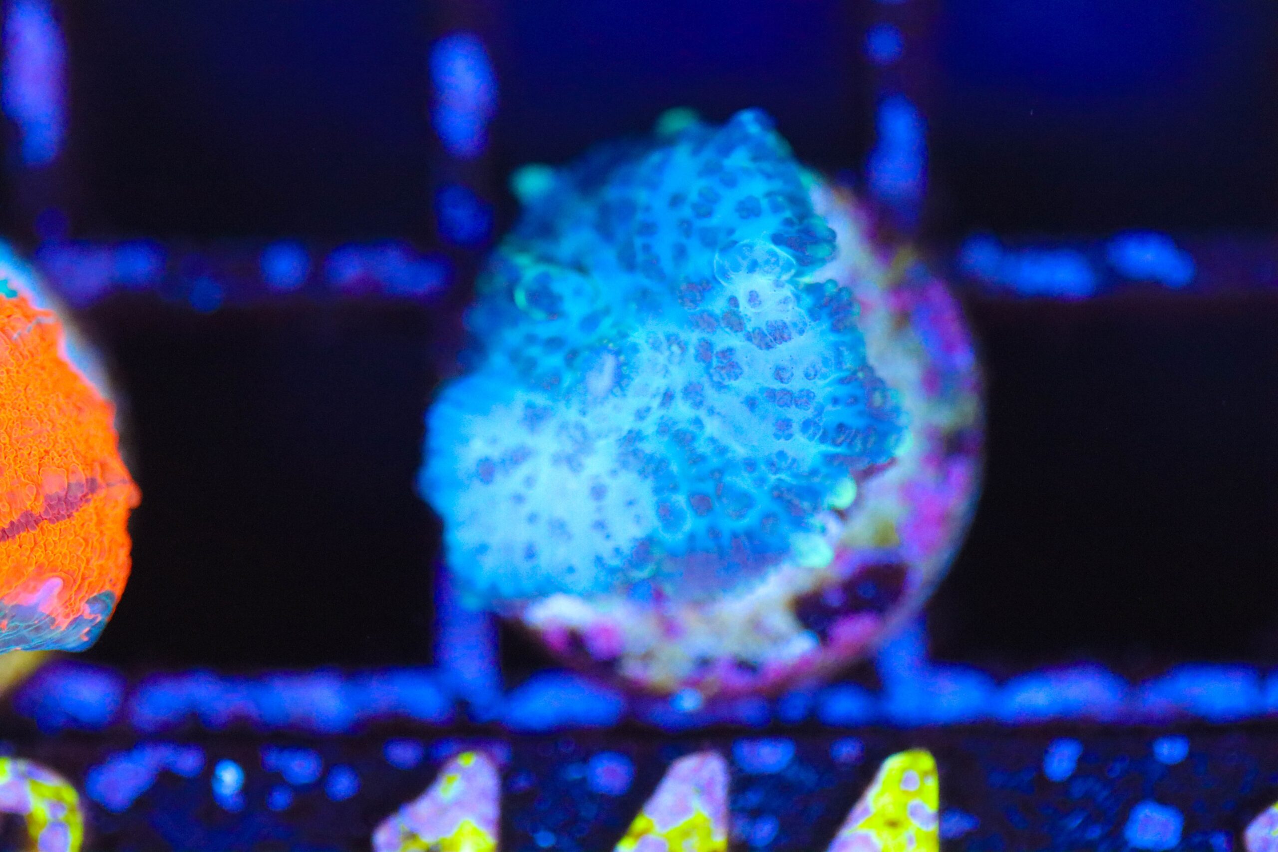 Wysiwyg Blue Mushroom Frag [F144] - Frag Box Corals