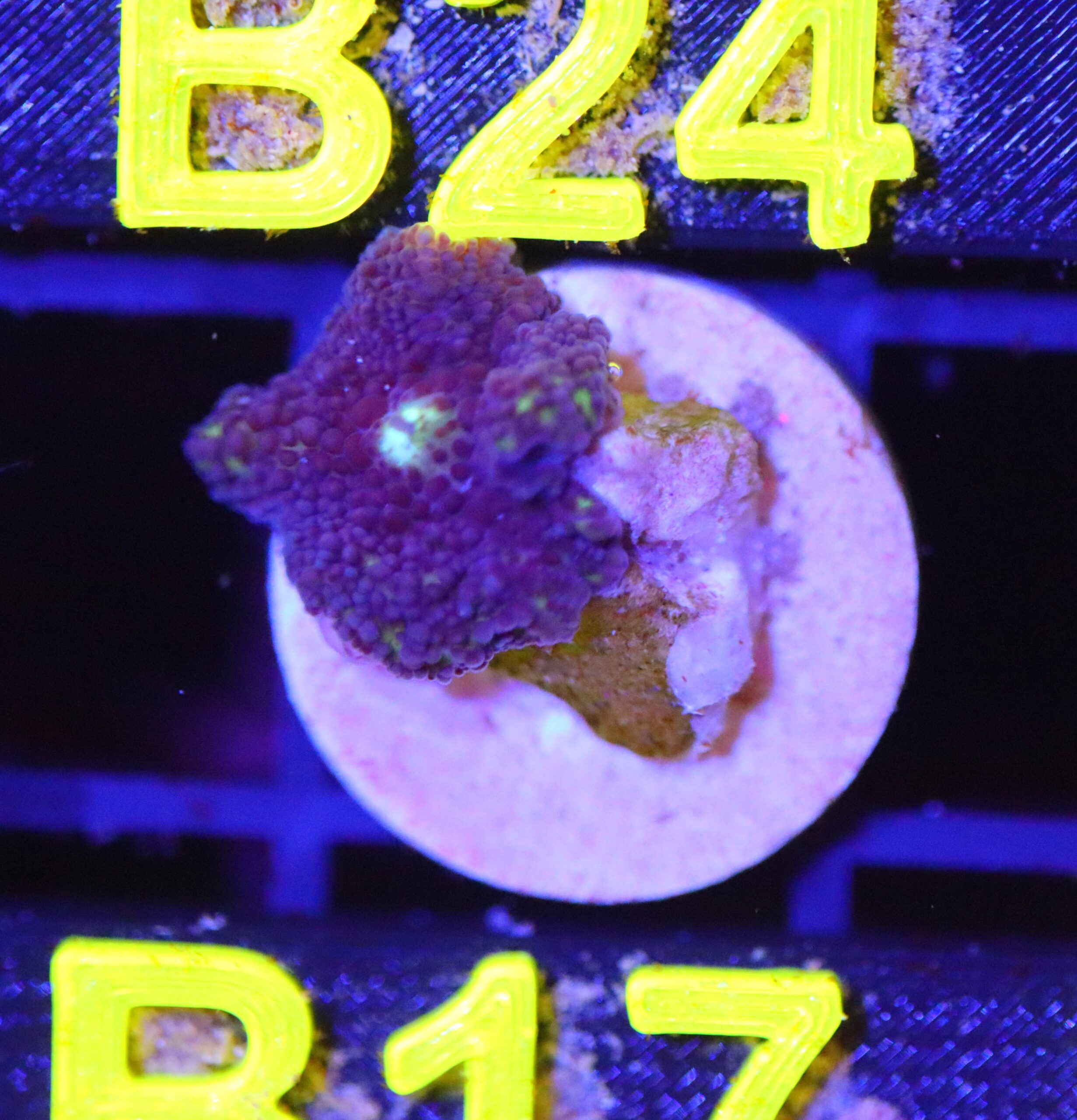 Wysiwyg Small Yellow Mouth Purple Mushroom Coral Frag (B17) - Frag Box ...