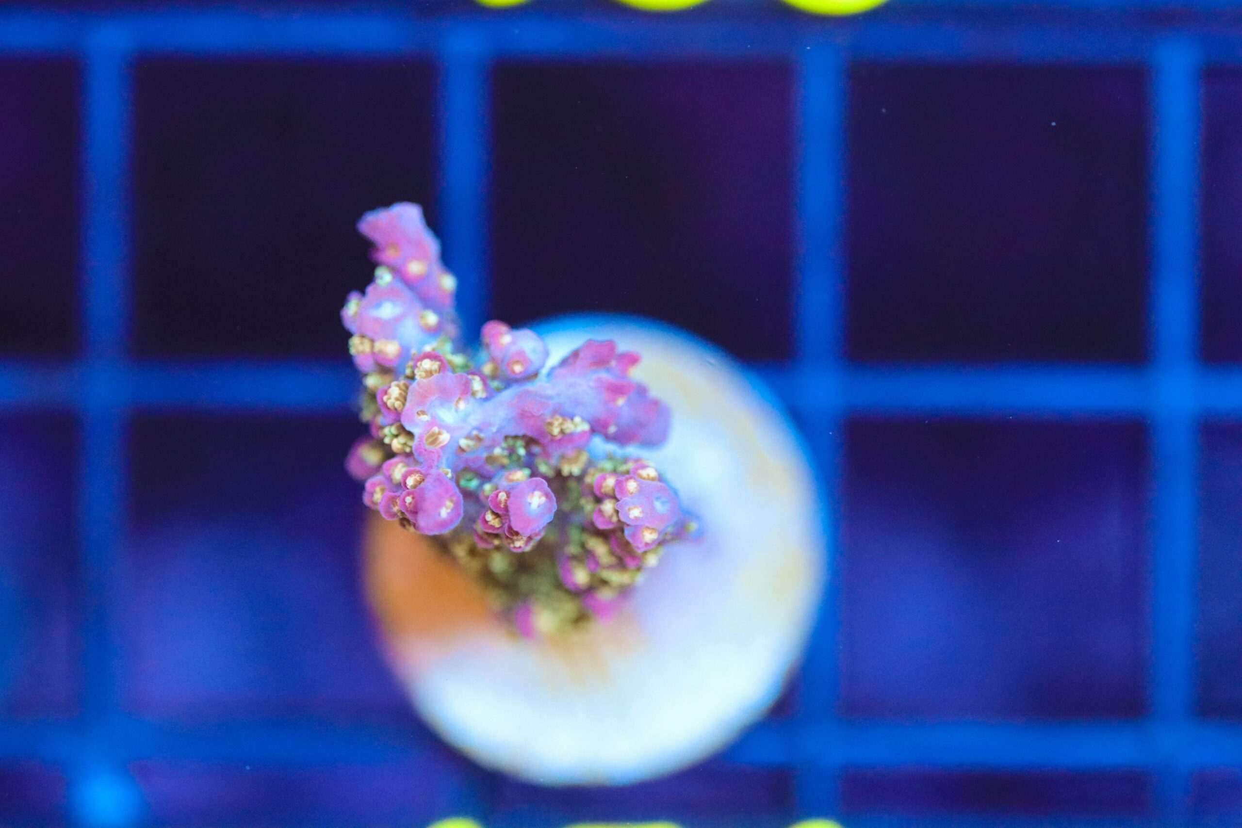 Wysiwyg Tricolor Acropora Frag [F154] - Frag Box Corals