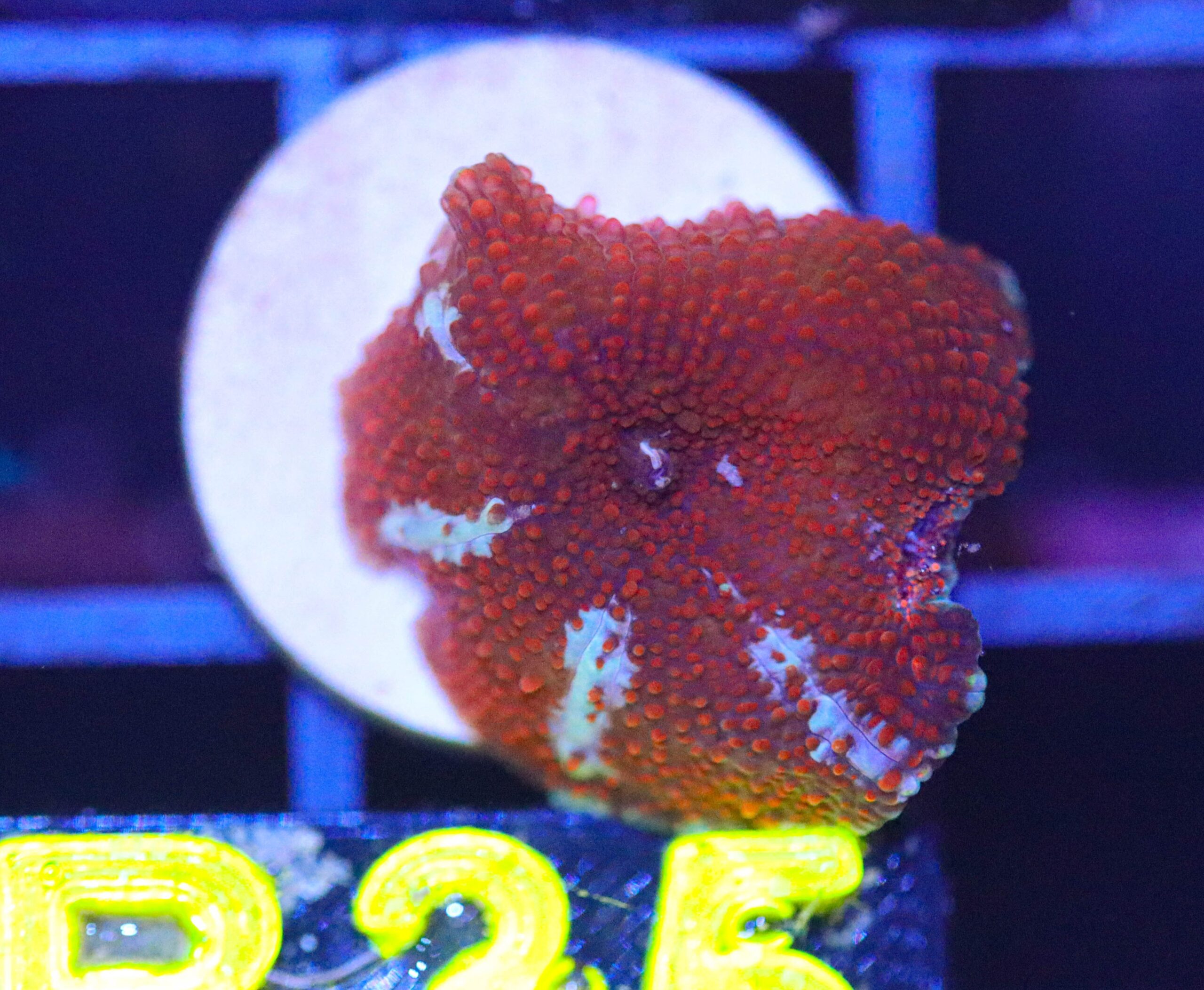 WYSIWYG Red Riding Hood Mushroom(B35) - Frag Box Corals