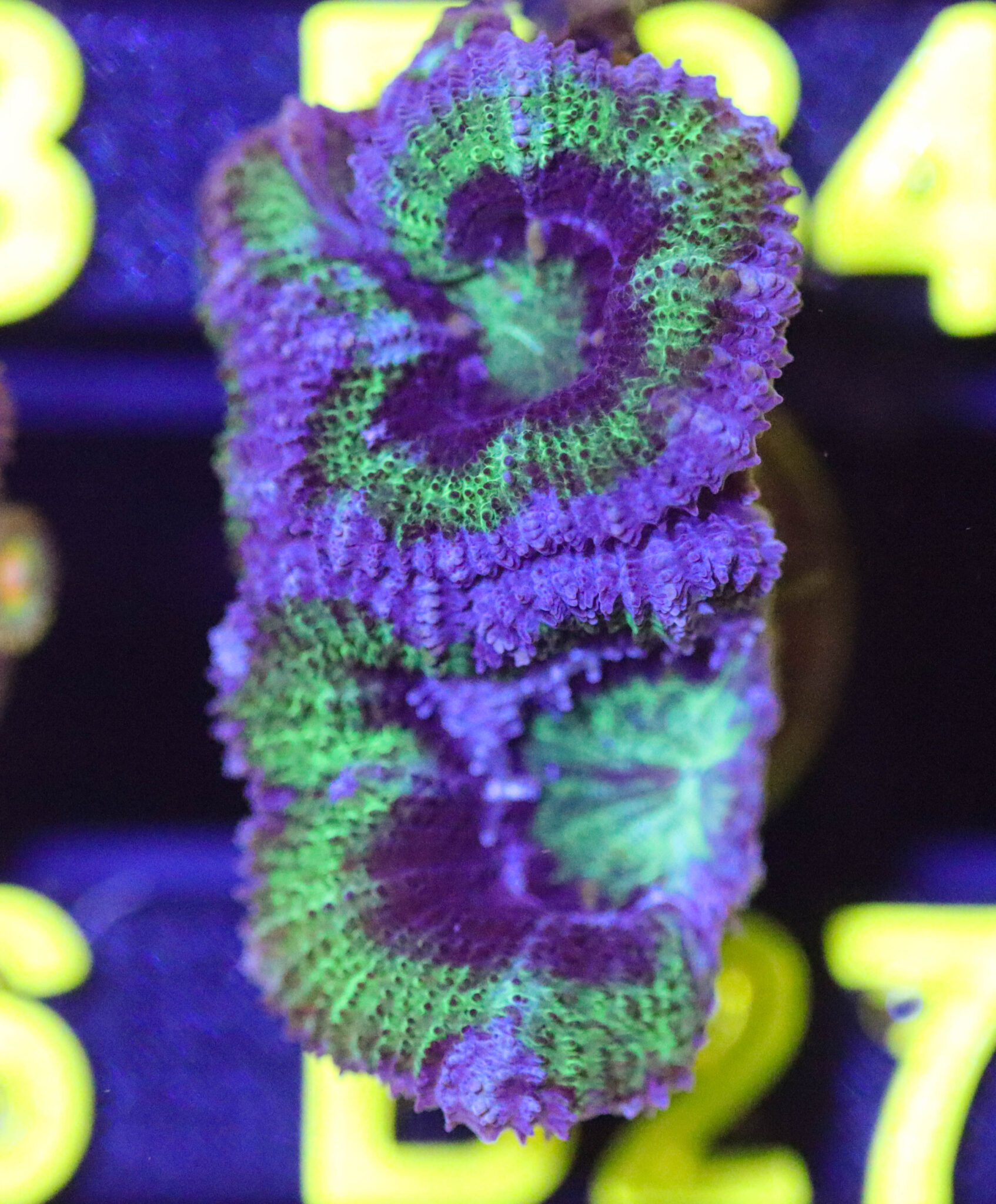 Fragbox: Canada's Best Coral Frags and Saltwater Fish Store.