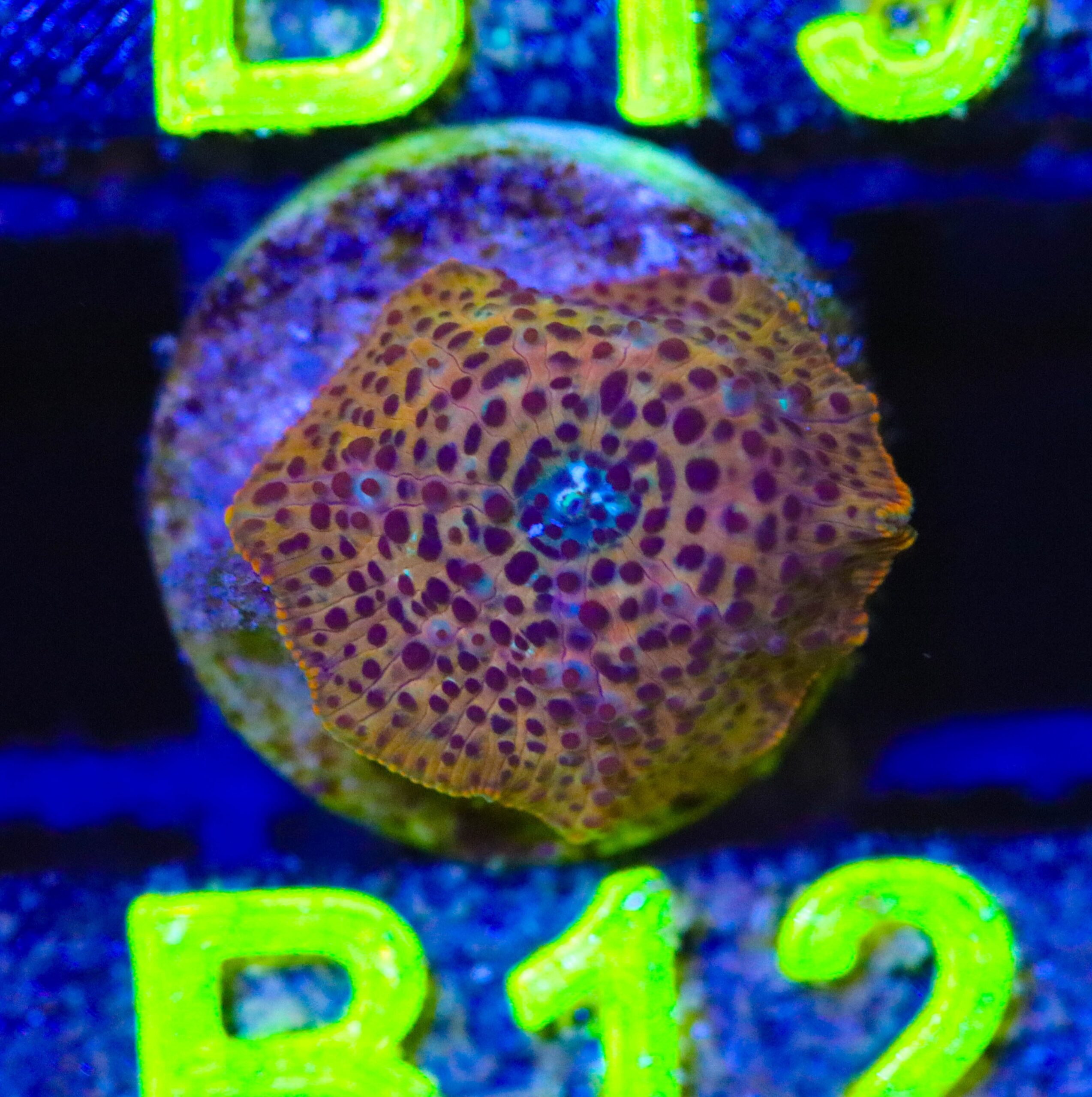 WYSIWYG Leopard Discosoma (B Rack 2.0 B12) - Frag Box Corals