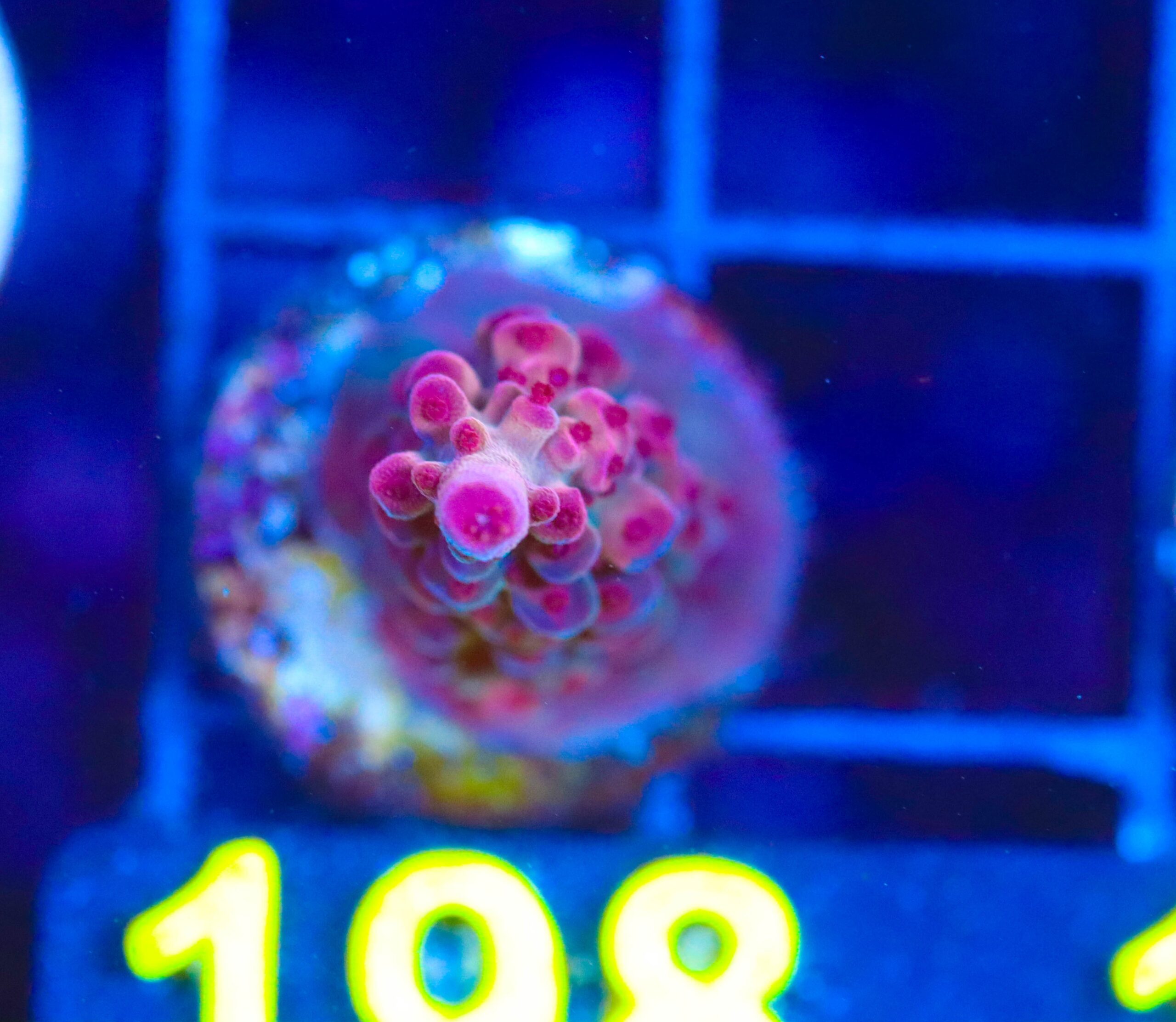 Red Rhino Acropora Granulosa (A10:B) - Frag Box Corals