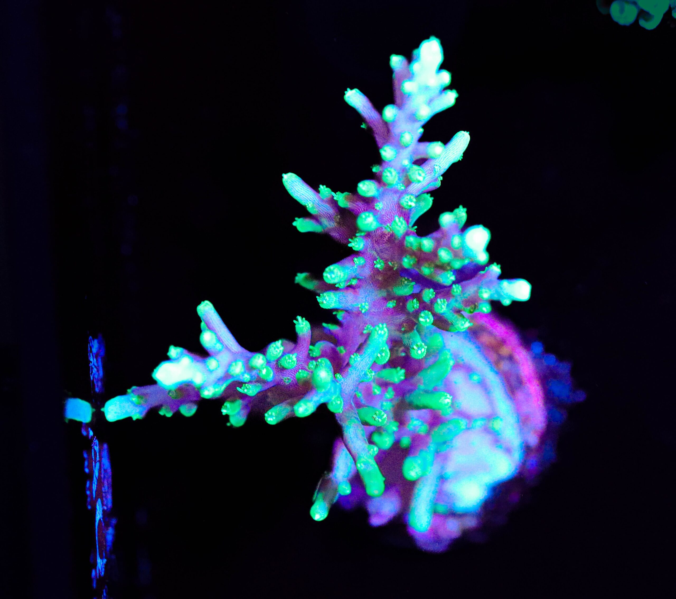 Massive Purple Dragon Acropora Frag **(A15) - Frag Box Corals
