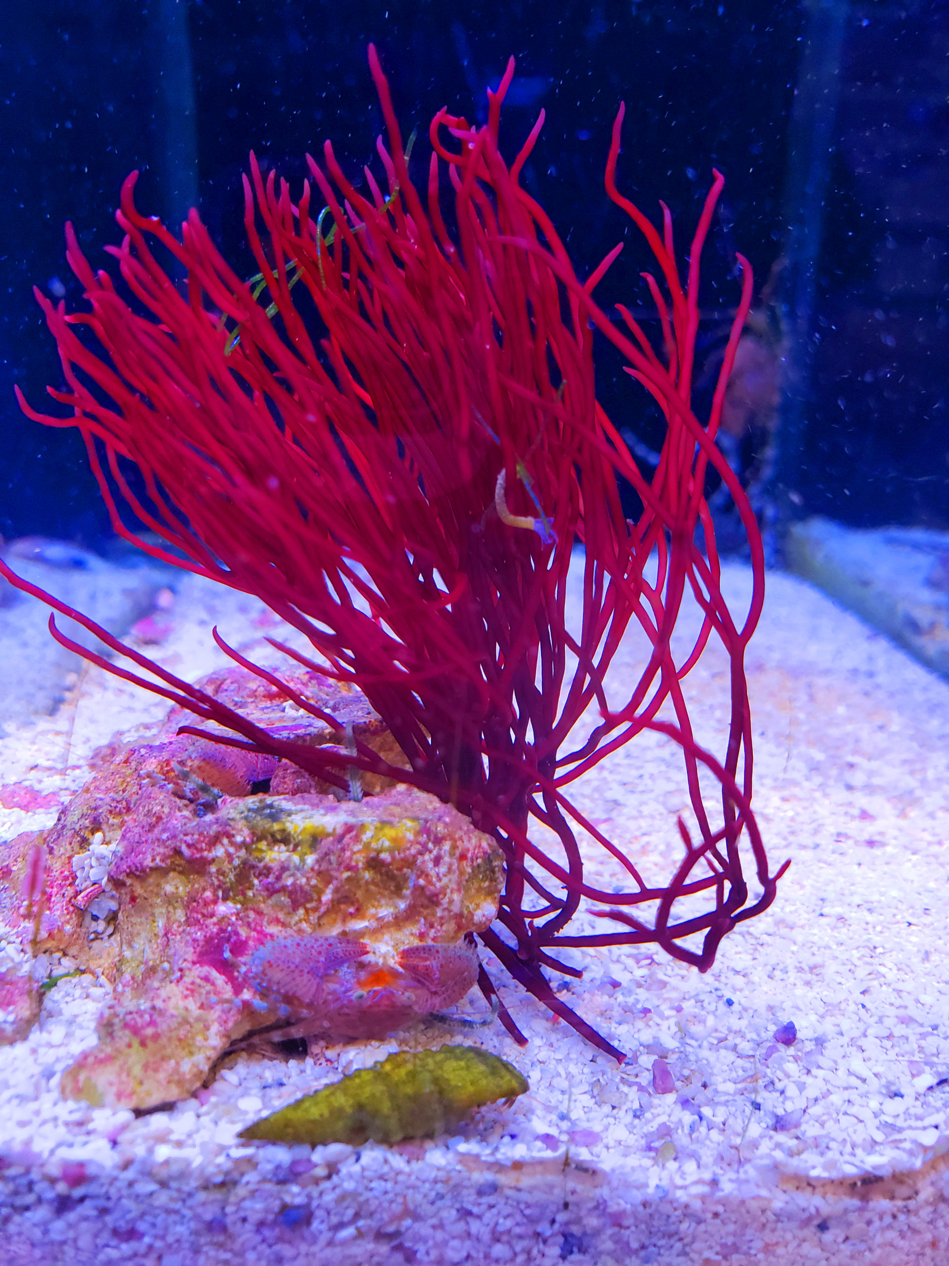 Small Red Dragon's Nest Macro Algae - Frag Box Corals