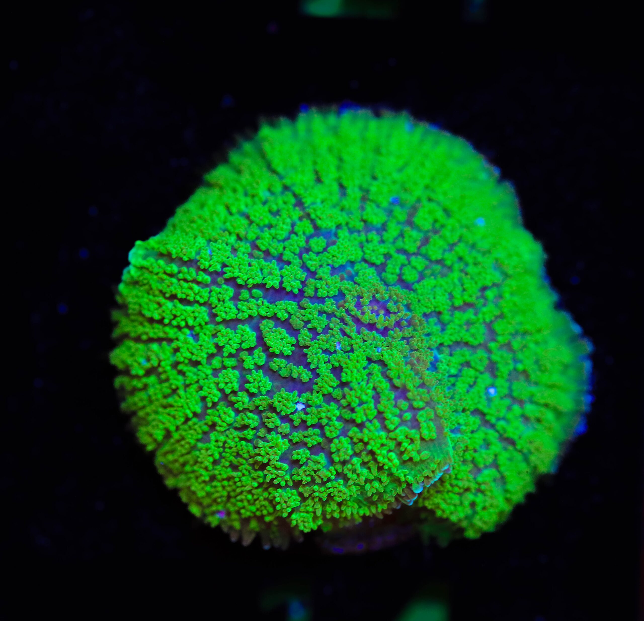 Wysiwyg Green Godzilla Rhodactis Mushroom Frag [F14] - Frag Box Corals