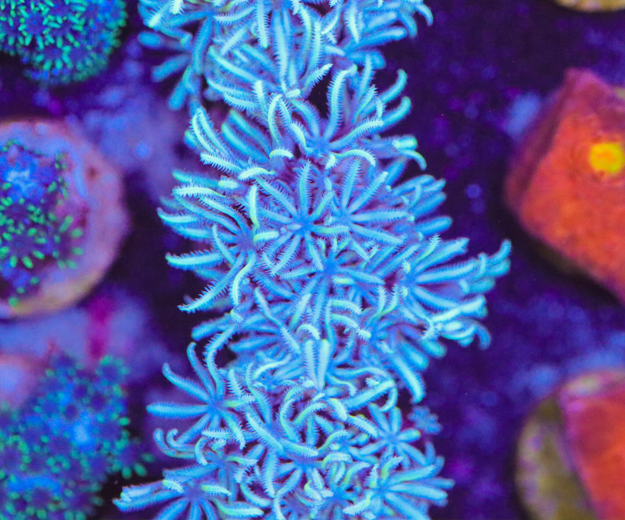 Blue Pipe Organ Coral - Frag Box Corals