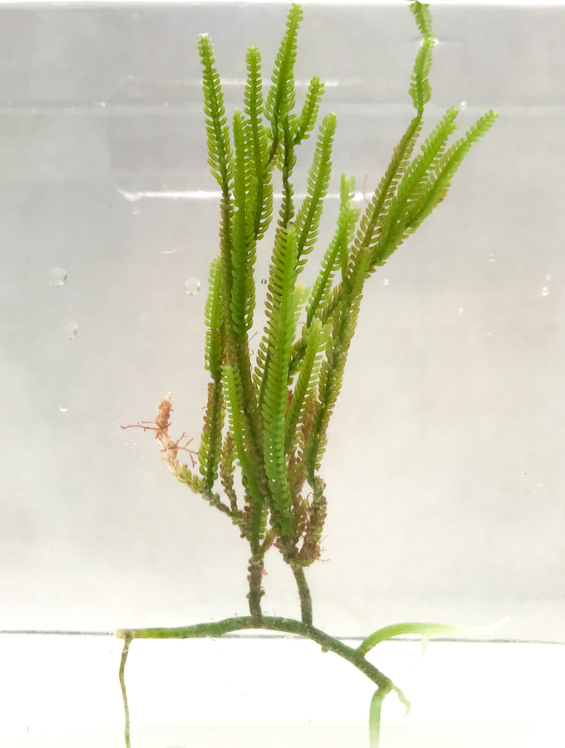 Small Cactus Caulerpa Macro Algae Frag - Frag Box Corals