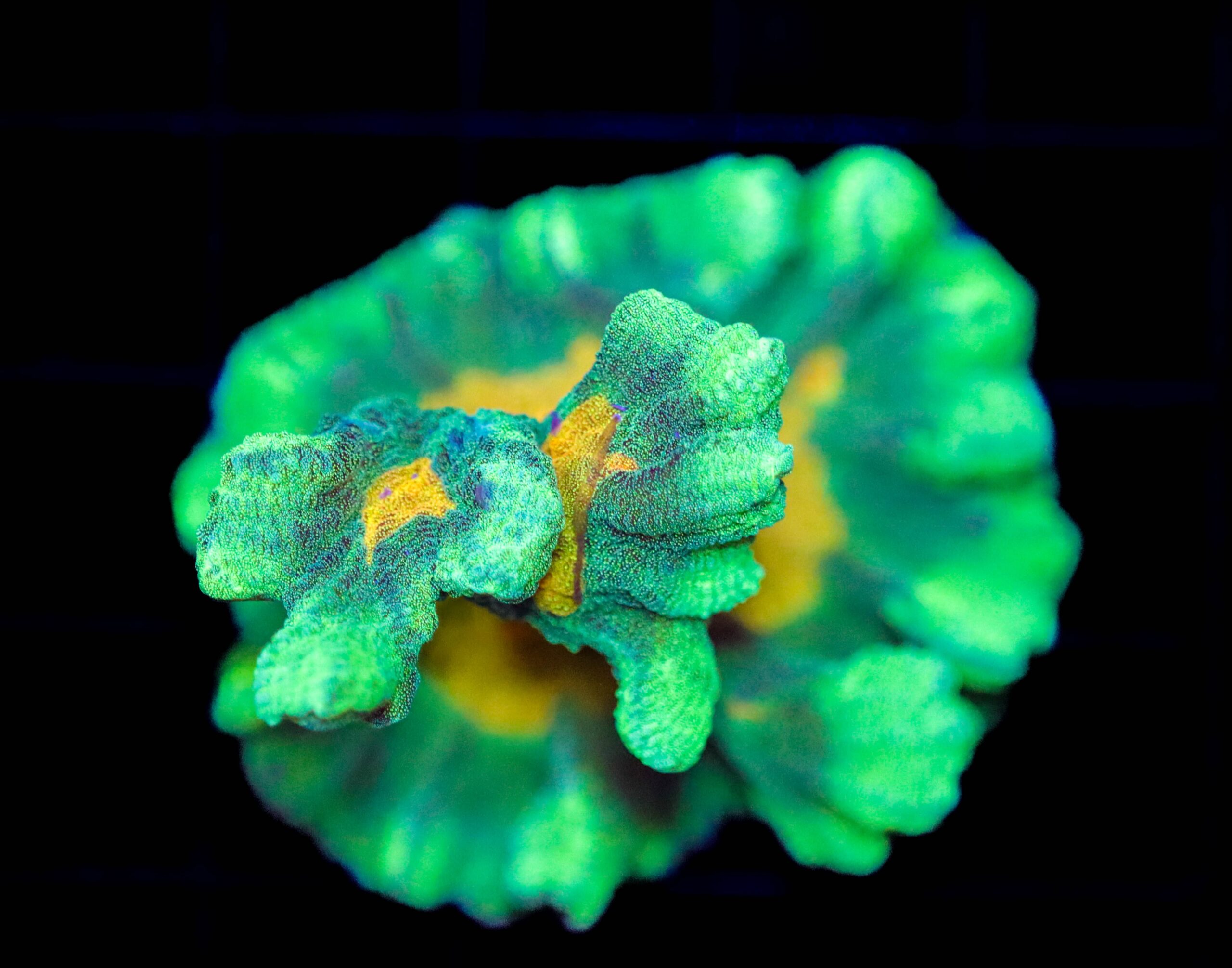 Wysiwyg Space Invader Pectinia (C92) - Frag Box Corals