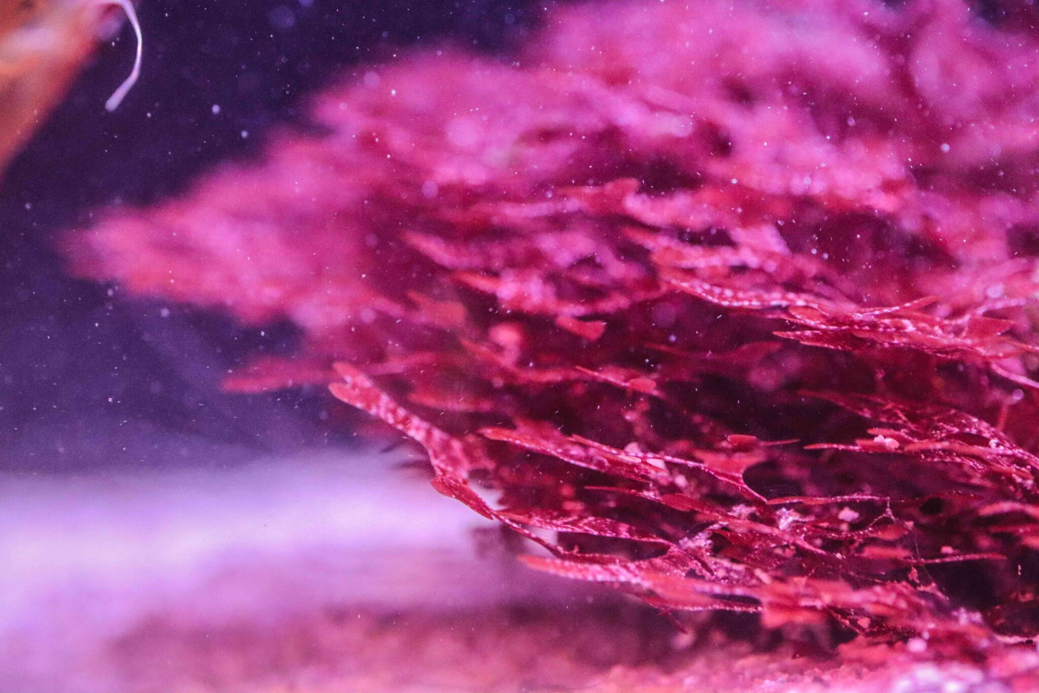 Tabling Red River Macro Algae *rare* new variety - Frag Box Corals