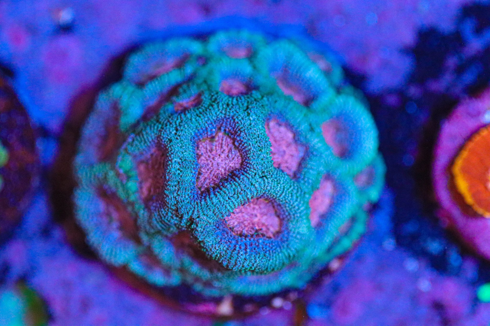 Cotton Candy Micromussa - Frag Box Corals