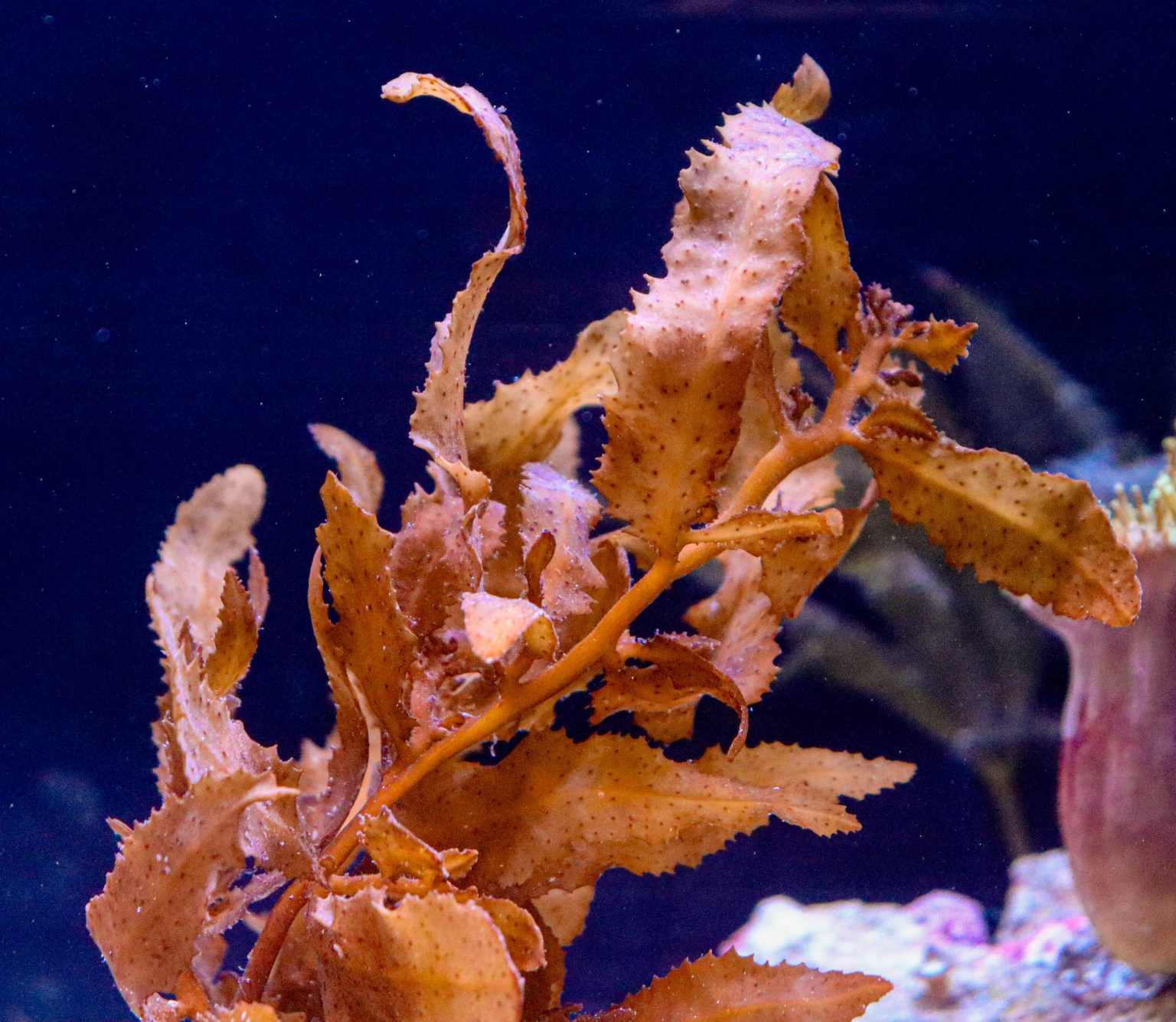 Sargassum Sp. Golden Leaf - Frag Box Corals
