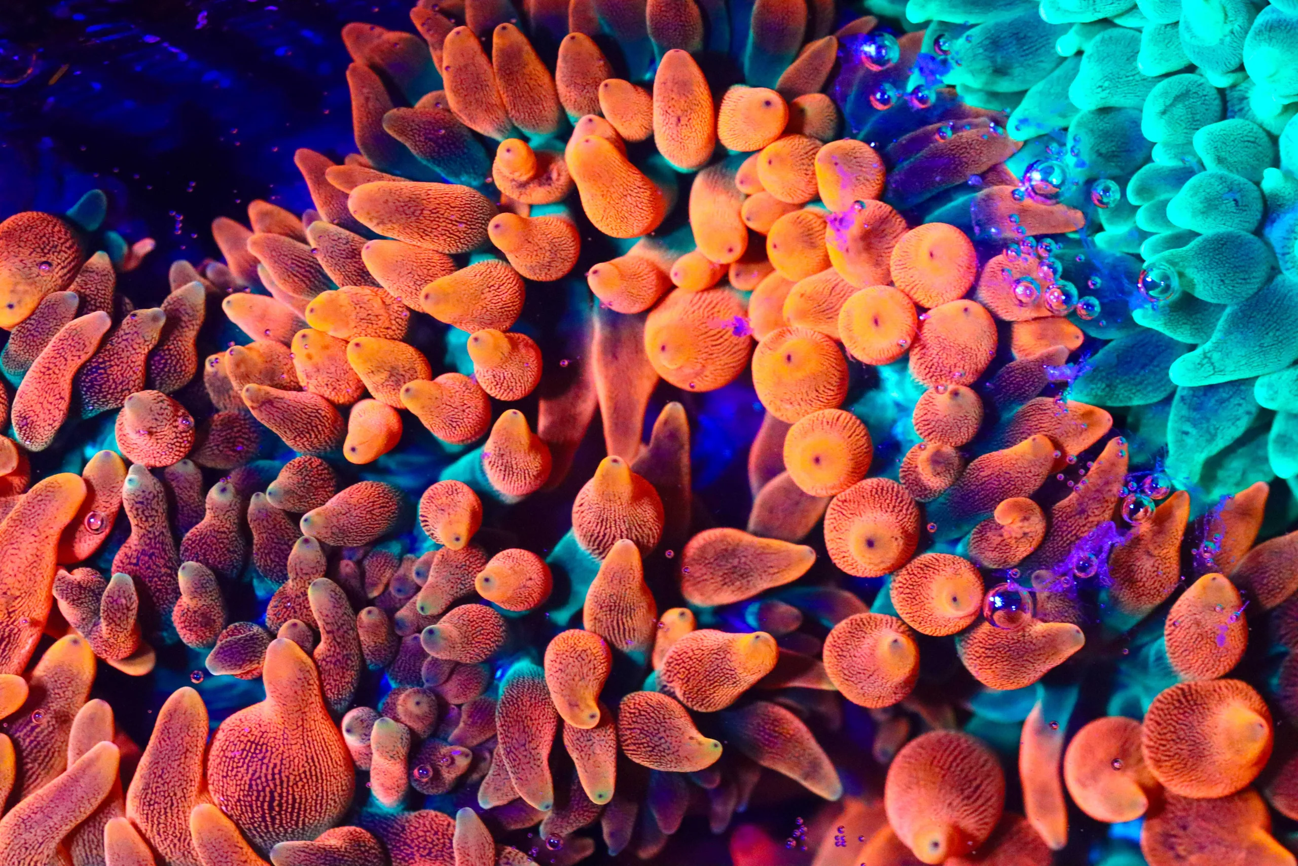 Wysiwyg Super Orange Bubble Tip Anemone - Frag Box Corals