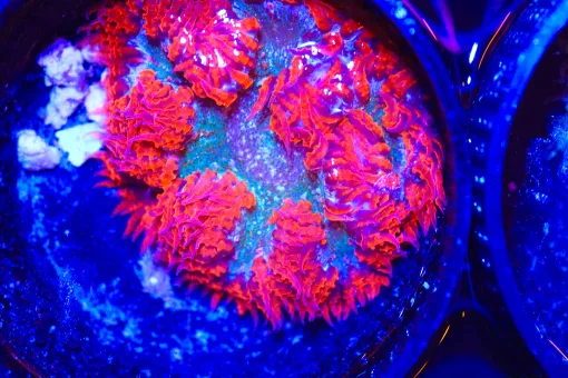 Wysiwyg Rock Flower #6 - Frag Box Corals